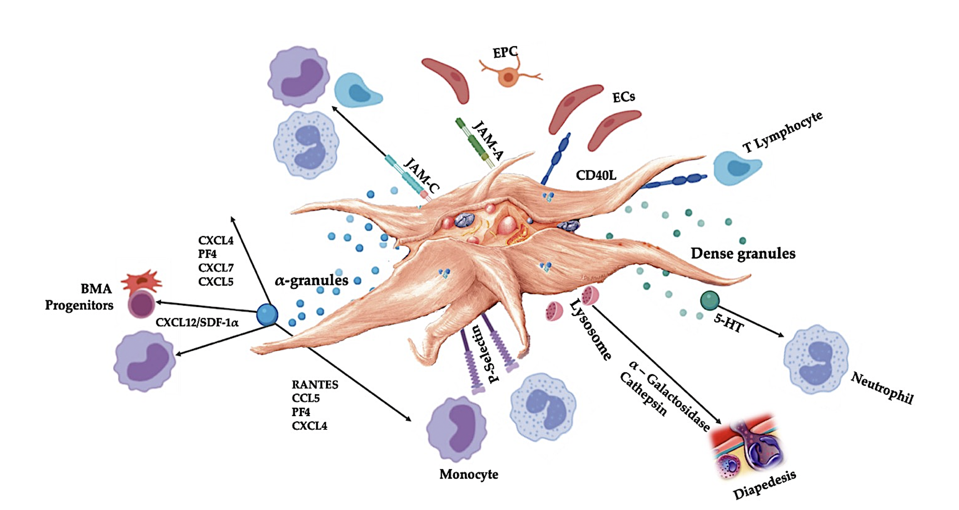 Platelet-Rich Plasma: New Performance Understandings and Therapeutic ...