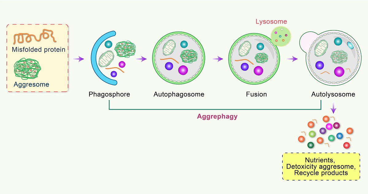 Emerging Potential Role of Autophagy to Modulate Aggresome Formation ...
