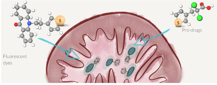 Chimeric Drug Design with a Noncharged Carrier for Mitochondrial ...