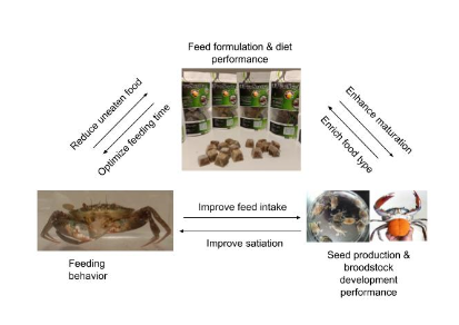 Interactions Between Food, Feeding and Diets in Crustaceans: A Review ...