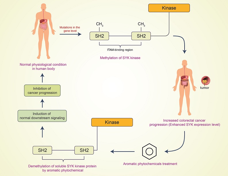 Evaluation of SYK Gene as a Prognostic Biomarker and Suggested Aromatic ...