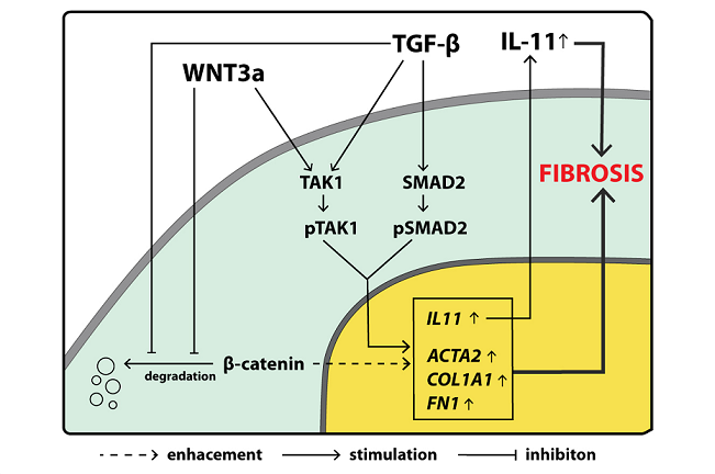 WNT/β-catenin Signaling Promotes TGF-β-mediated Activation of Human ...