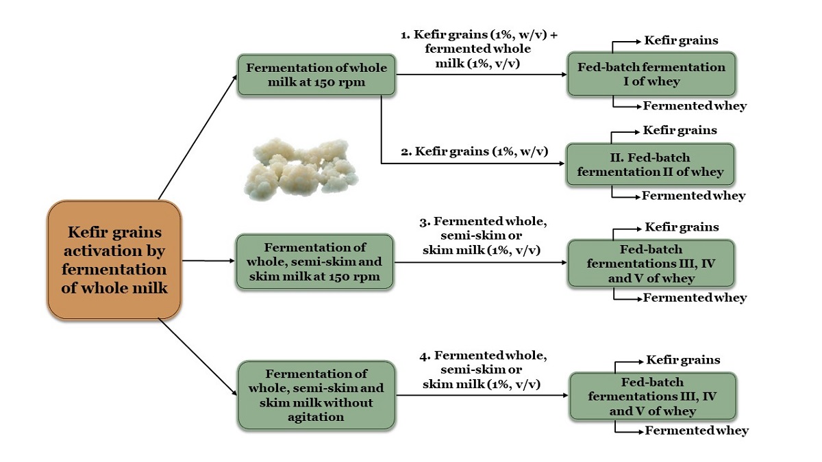Production of a Potentially Probiotic Product for Animal Feed and ...