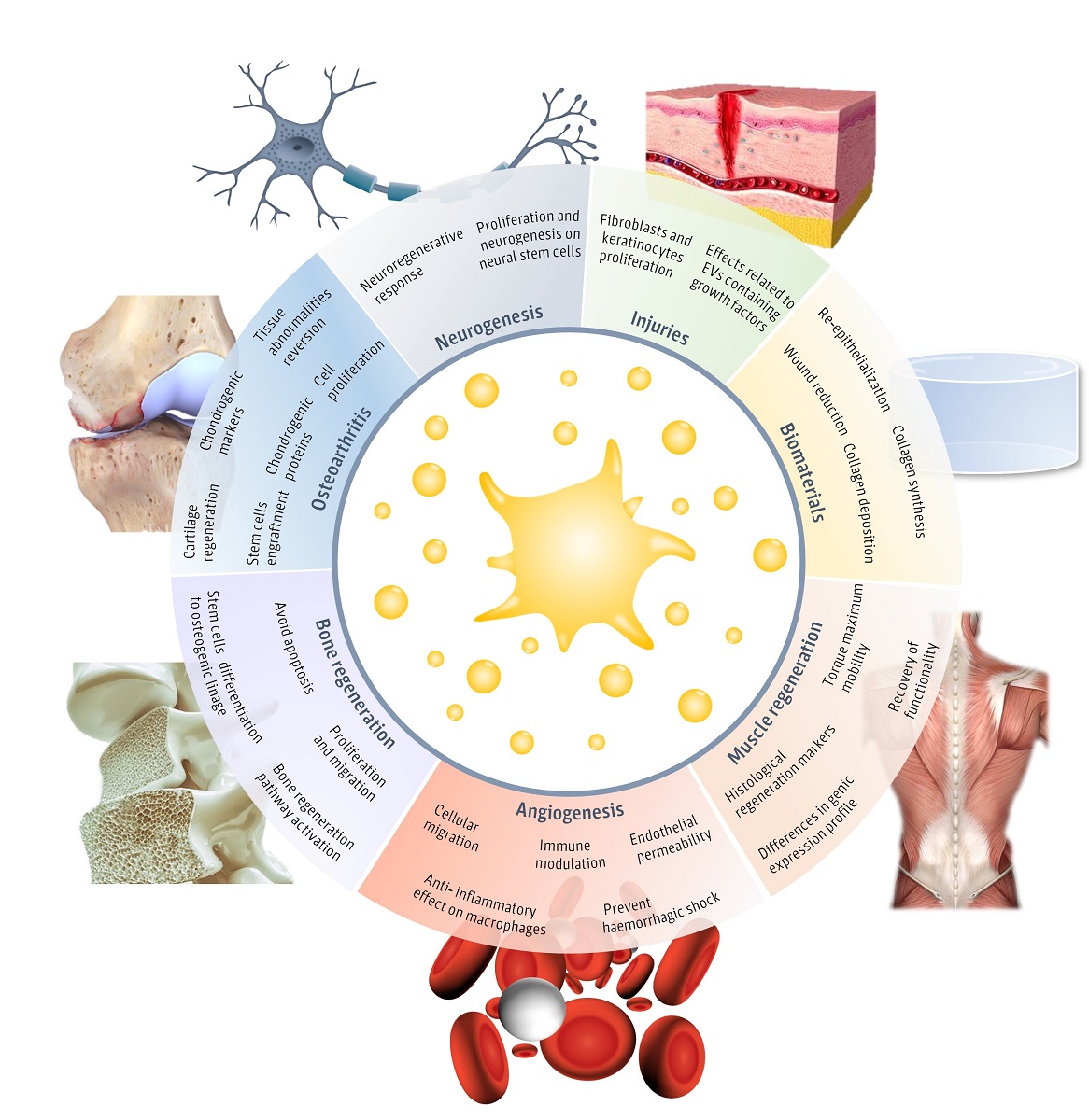 Platelet-Derived Extracellular Vesicles for Regenerative Medicine[v1 ...