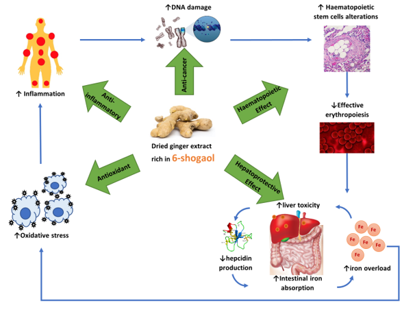 Is 6-Shogaol a Beneficial Phytochemical for Patients with Lower-Risk ...