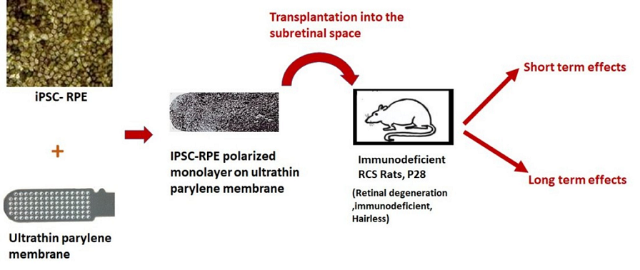 Long-term Transplant Effects of iPSC-RPE Monolayer in Immunodeficient ...