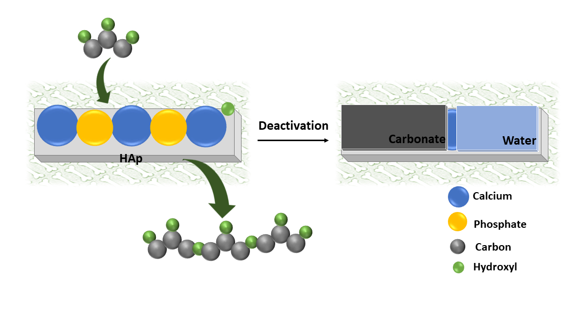 Calcium Hydroxyapatite: A Highly Stable and Selective Solid Catalyst ...