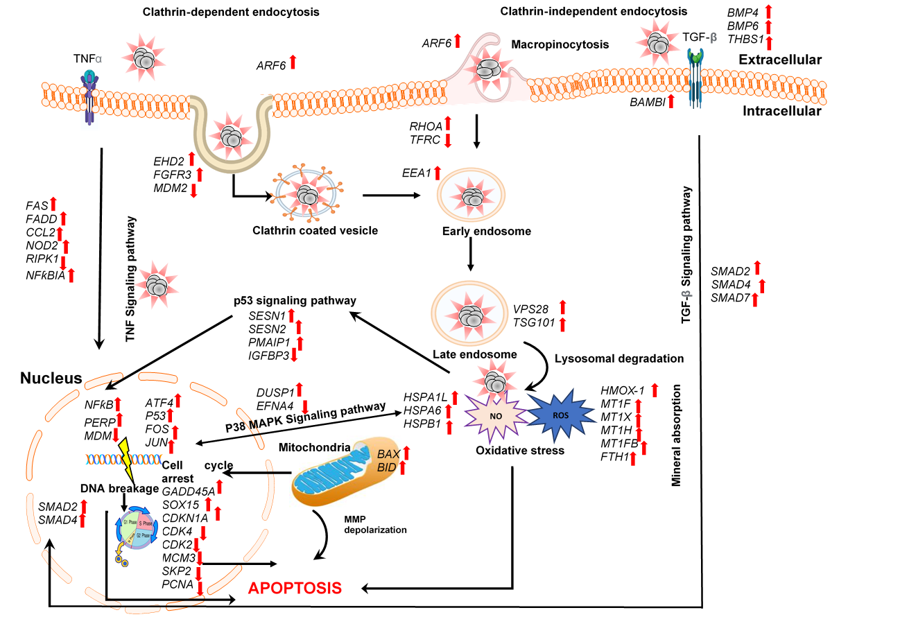 mRNA Transcriptomic Profiling of Human Hepatocellular Carcinoma Cells ...
