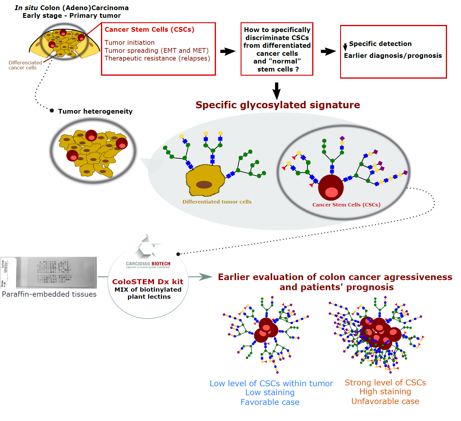 ColoSTEM Dx Kit: Innovative Alliance of Cancer Stem Cells and ...