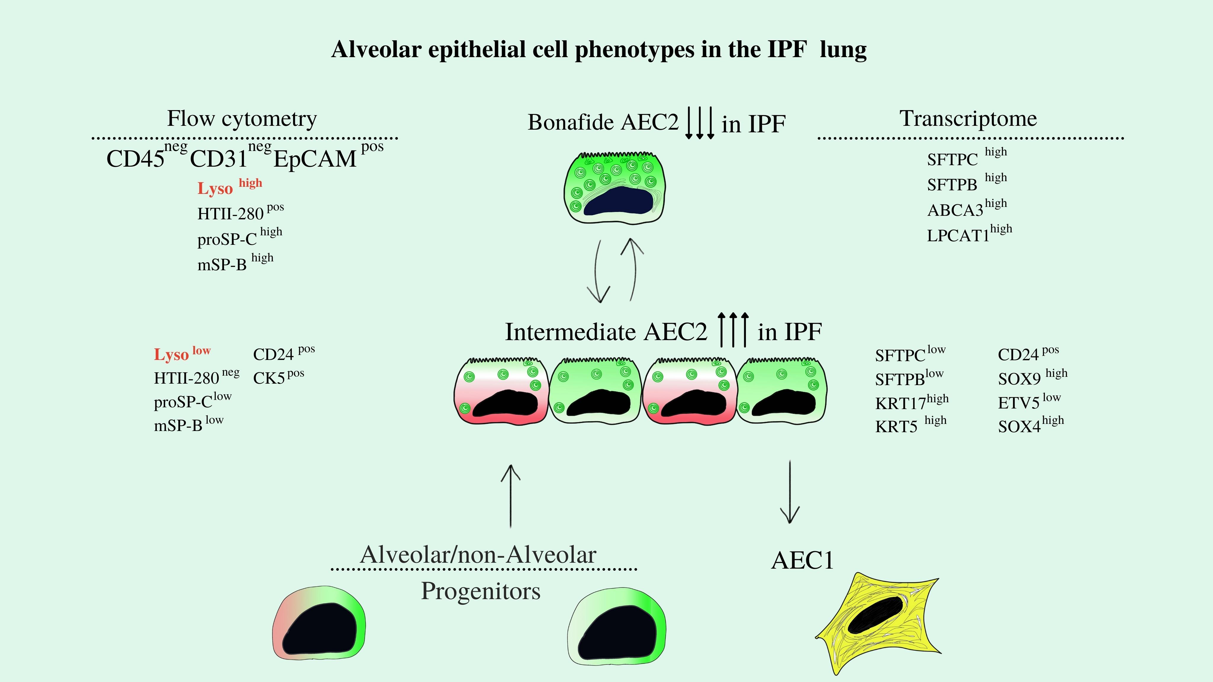 Differential Lysotracker Uptake Defines Two Populations of Distal ...