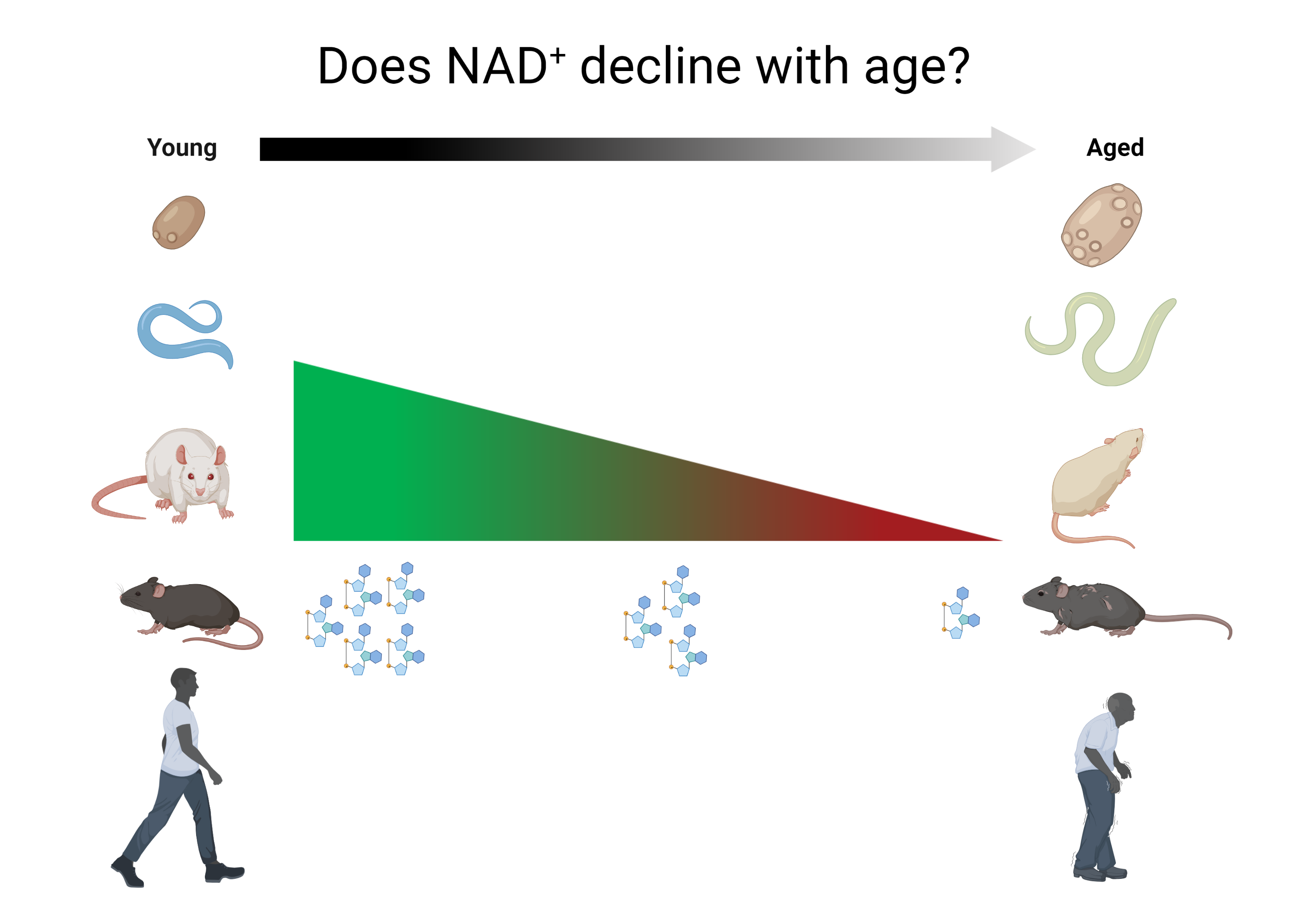 Age-Dependent Decline of NAD+ - Universal Truth or Confounded Consensus ...