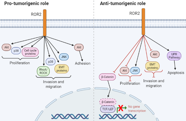 Cellular and Molecular Mechanisms Implicated in the Dual Role of ROR2 ...