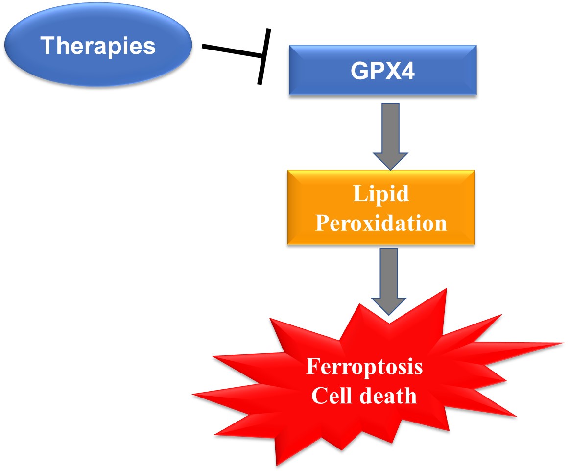 The Selenoprotein Glutathione Peroxidase 4: From Molecular Mechanisms ...