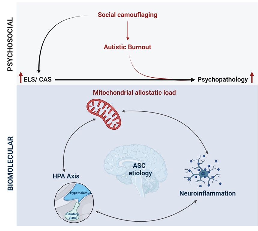 A Molecular Framework for Autistic Experiences: Mitochondrial ...