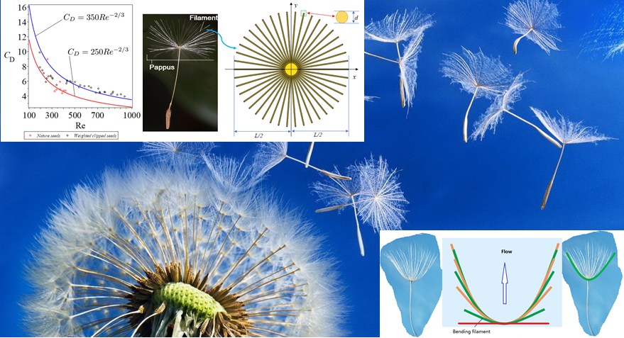 Pneumatic Shape and Drag Scaling Laws of the Dandelion[v1] | Preprints.org