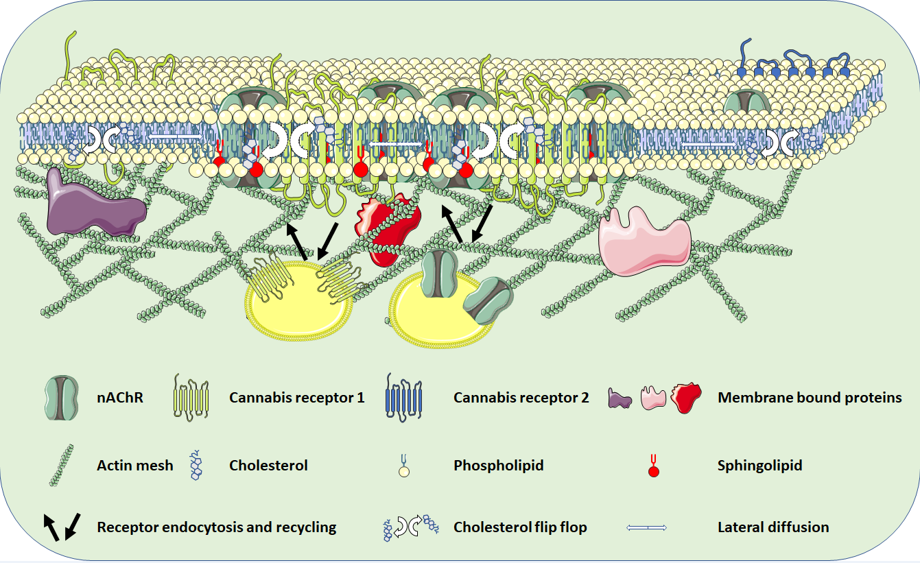 The Plasma Membrane as the Arena for Receptor-Receptor Crosstalk[v1 ...