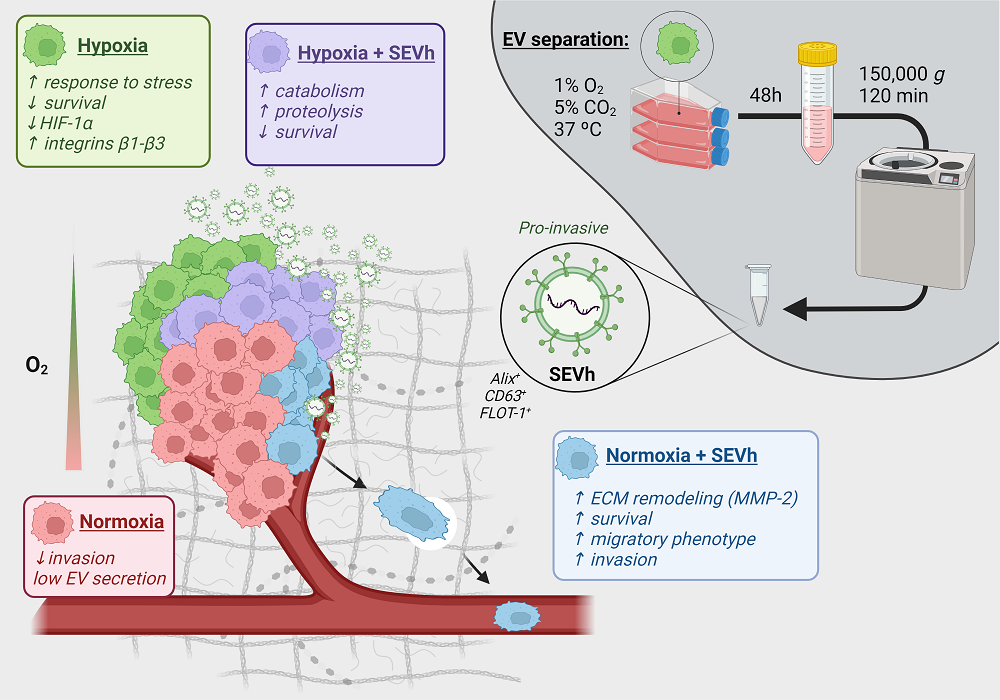 Small Extracellular Vesicles from Hypoxic Triple-Negative Breast Cancer ...