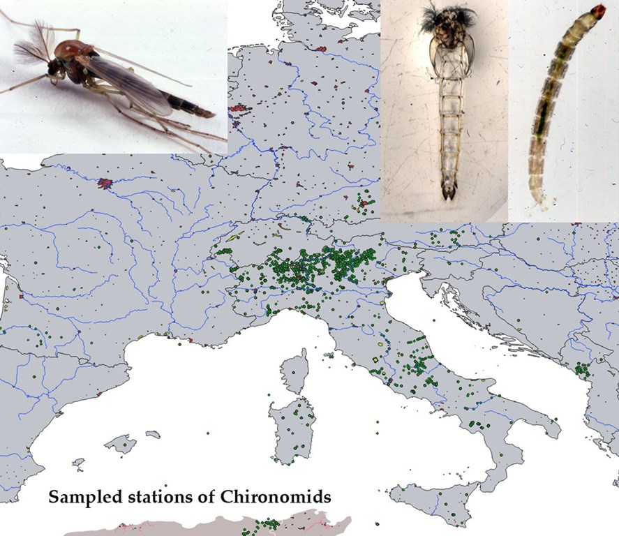Response of Chironomids to Key Environmental Factors: Perspective for ...