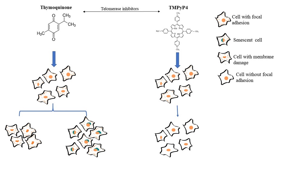 Telomerase Inhibitors TMPyP4 and Thymoquinone Decreased Cell ...