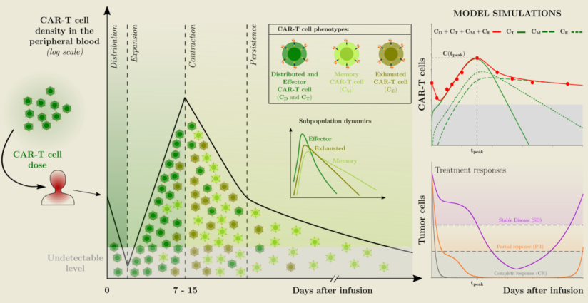 Modeling Patient-Specific CAR-T Cell Dynamics: Multiphasic Kinetics Via ...