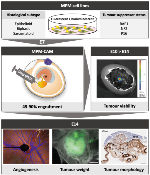 The Chick Embryo Xenograft Model for Malignant Pleural Mesothelioma: A ...