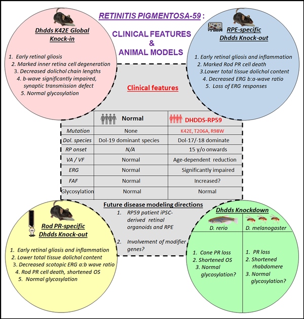 Vertebrate Animal Models of RP59: Current Status and Future Prospects ...