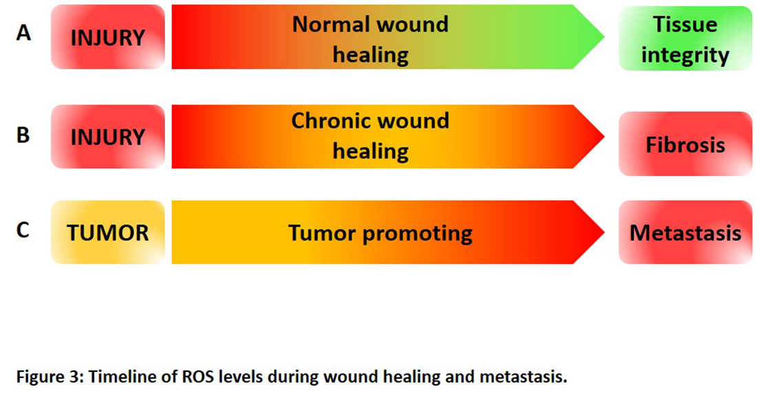 Wound Healing Versus Metastasis: Role of Oxidative Stress[v1 ...