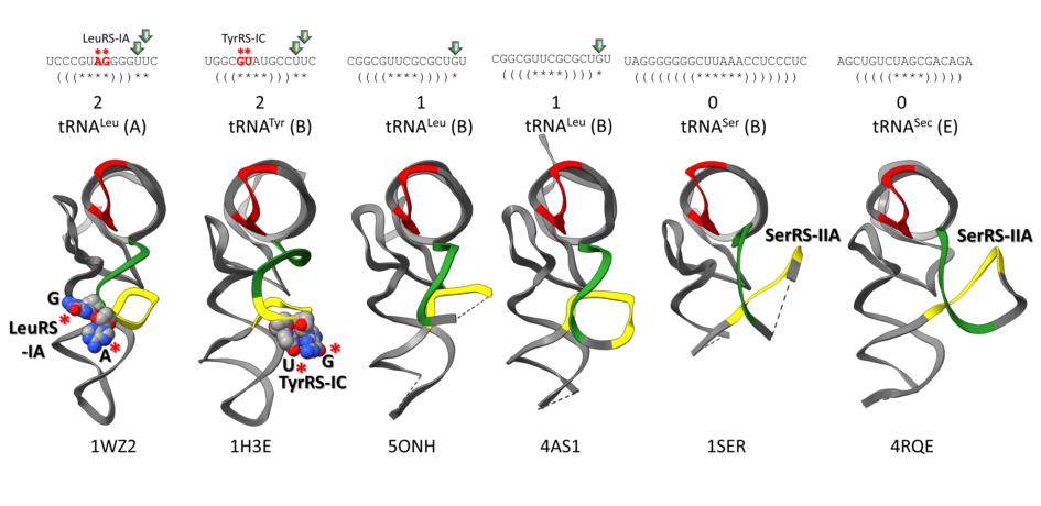 Realignment of tRNA Variable Loops, the 3-31 nt Minihelix Theorem and ...