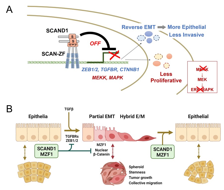 SCAND1 Reverts EMT and Suppresses Tumor Growth and Collective Migration ...