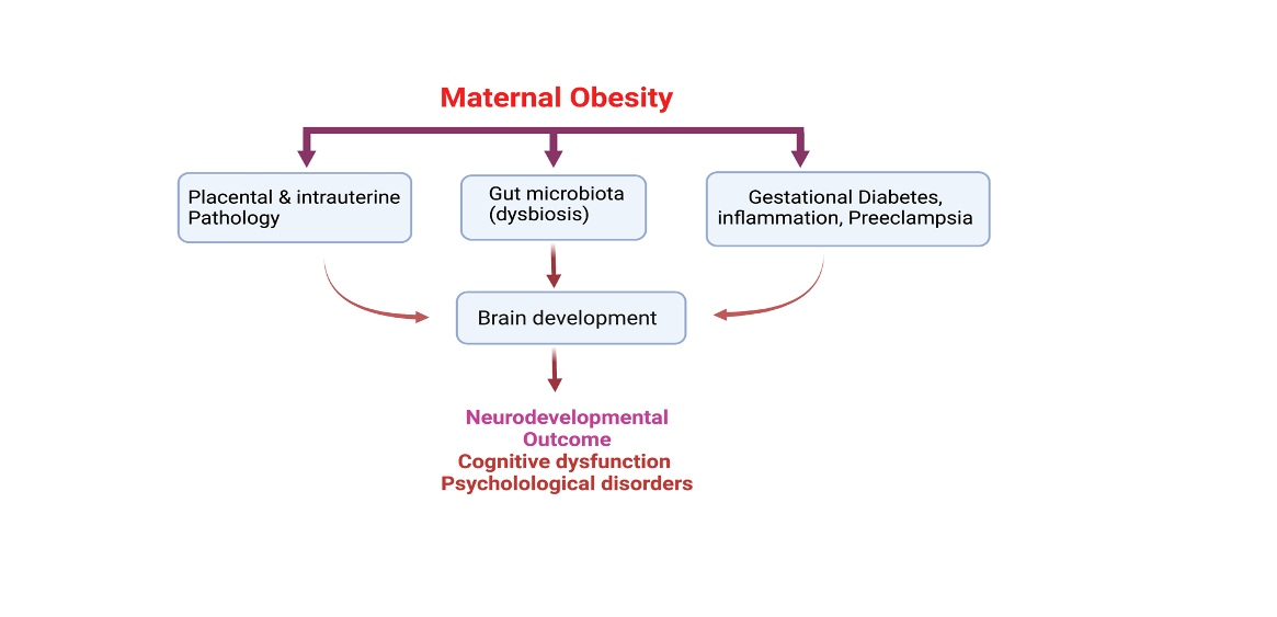 Maternal Obesity and Gut Microbiota Are Associated With Fetal Brain ...