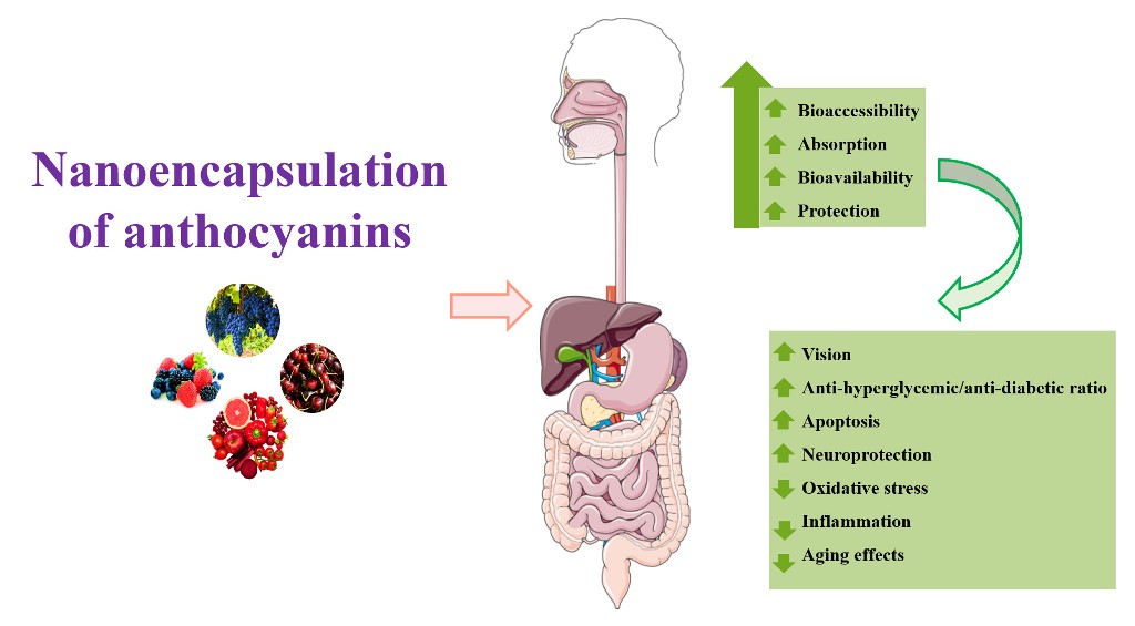 Employ of Anthocyanins in nanocarriers for Nano Delivery: In Vitro and ...