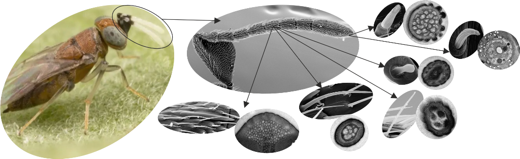 The Antennal Sensory Structures of Anagyrus vladimiri Female ...