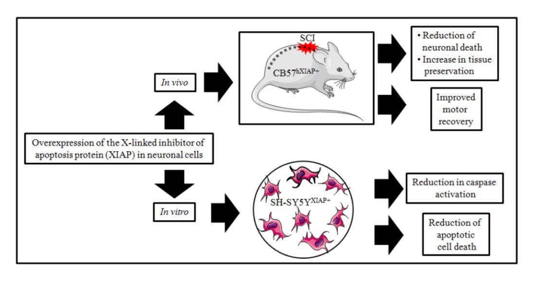 Overexpression of the X-linked Inhibitor of Apoptosis Protein (XIAP) in ...