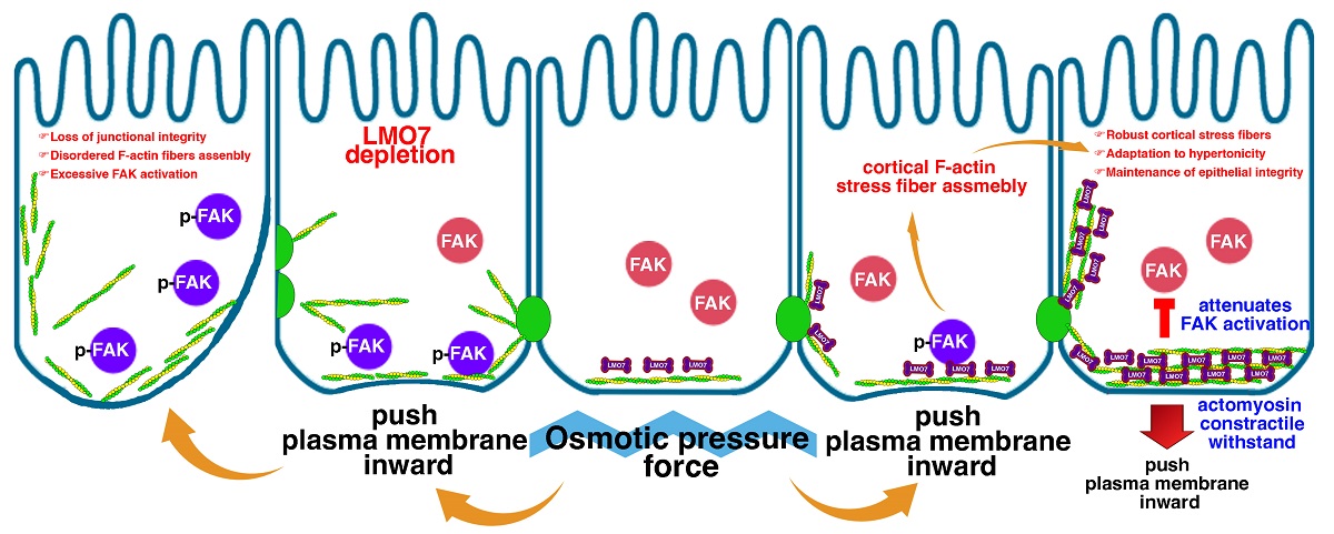 Coordination of LMO7 with FAK Sustains Epithelial Integrity in Renal ...