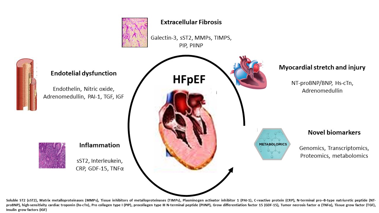 Laboratory and Metabolomic Fingerprint in Heart Failure With Preserved Ejection Fraction: From ...