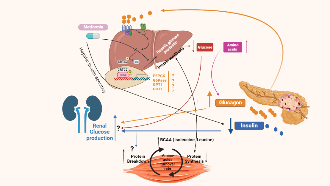Rethinking the Paradoxical Increase in Endogenous Glucose Production in ...