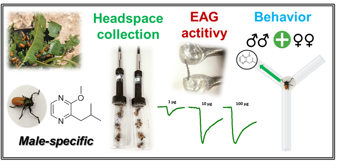 2-Isobutyl-3-methoxypyrazine as a Putative Male-Specific Aggregation ...