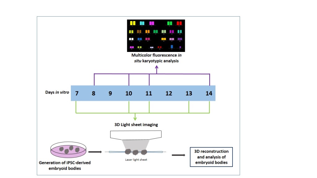 Light Sheet Microscopy and 3D Analysis of Human iPSC-derived Embryoid ...