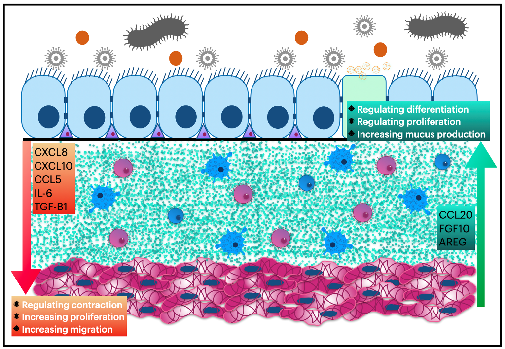 Crosstalk of Airway Smooth Muscle and Epithelial Cells in Chronic Lung ...