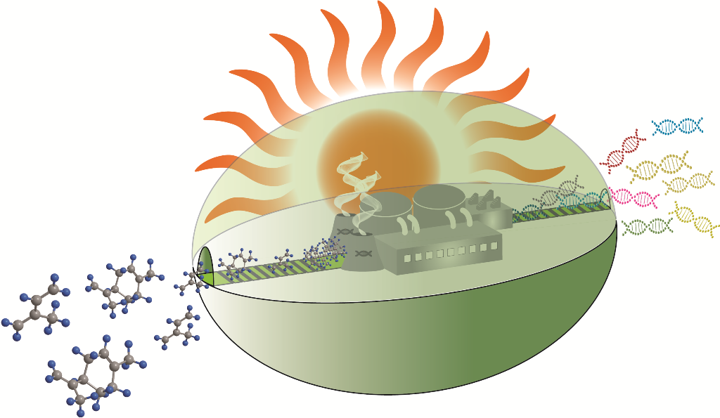 Current Metabolic Engineering Strategies for Photosynthetic Bioproduction in Cyanobacteria[v1 ...
