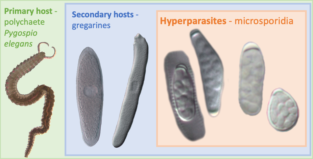 Diversity, Distribution and Development of Hyperparasitic Microsporidia ...