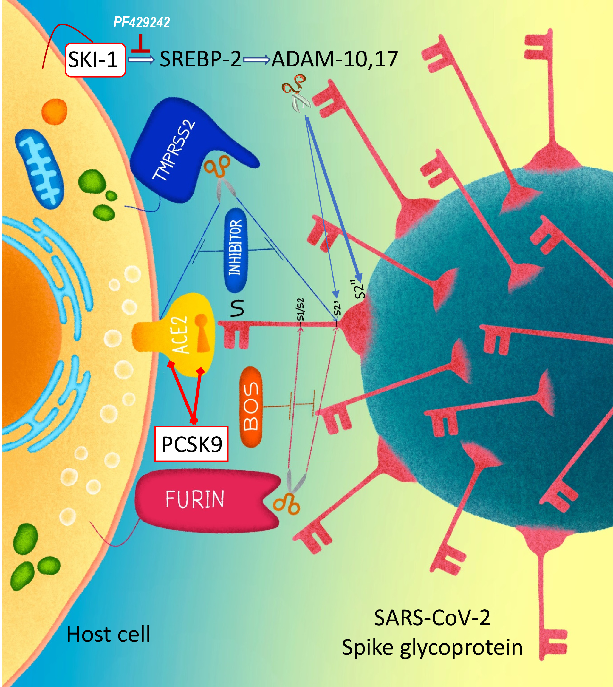 SKI-1/S1P Facilitates SARS-CoV-2 Spike Induced Cell-To-Cell Fusion via ...