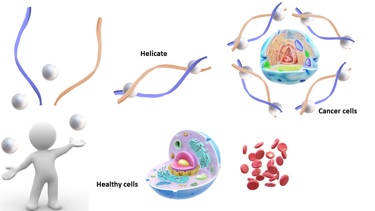 Exploring the Biological Properties of Zn(II) Bisthiosemicarbazone ...