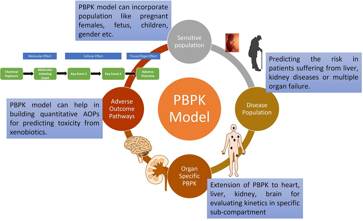 The Role of “Physiologically Based Pharmacokinetic Model (PBPK)” New Approach Methodology (NAMs ...