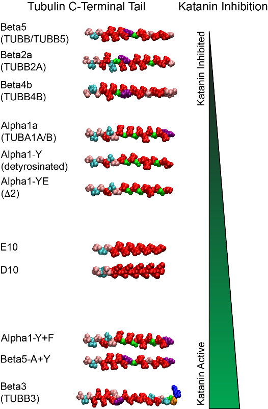 A Tale of 12 Tails: Katanin Severing Activity Affected by Carboxy ...