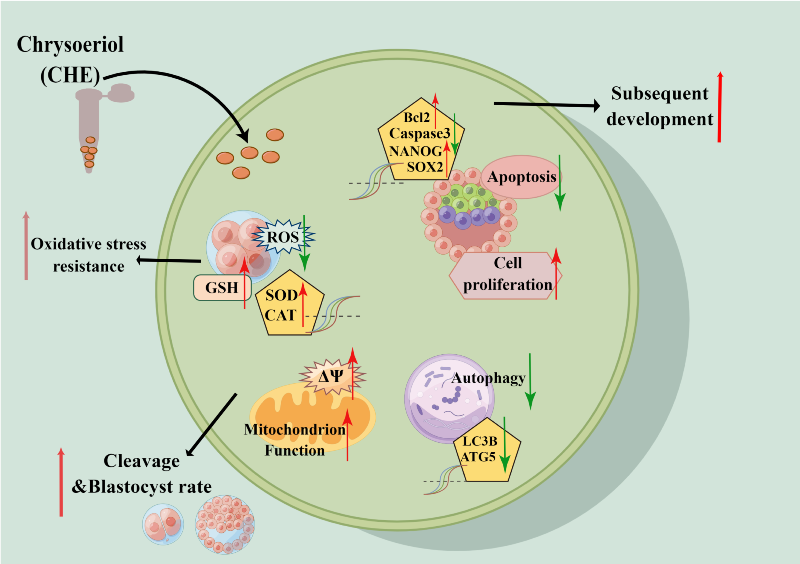 Chrysoeriol Improves Embryo Development by Reducing Oxidative Stress ...