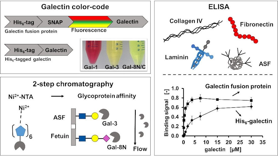 Characterization of Galectin Fusion Proteins with Glycoprotein Affinity ...