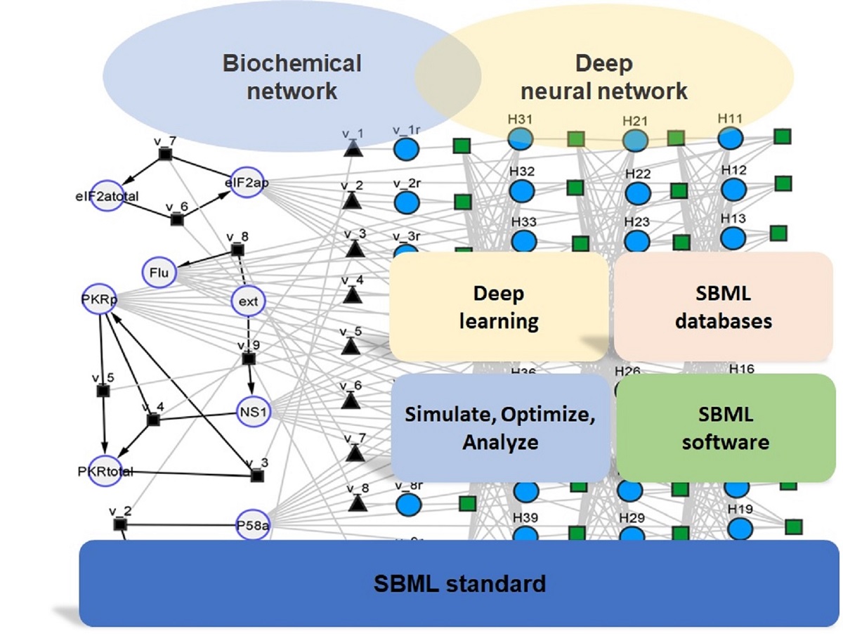 A General SBML Compatible Hybrid Modeling Framework: Combining Biochemical Mechanisms with Deep ...
