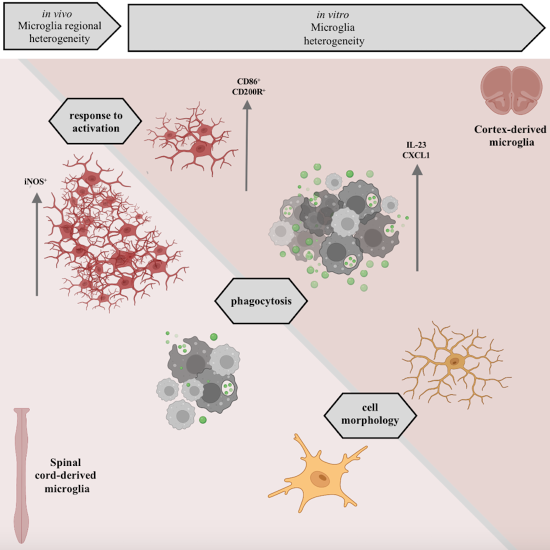 Central Nervous System Source Modulates Microglia Function and ...