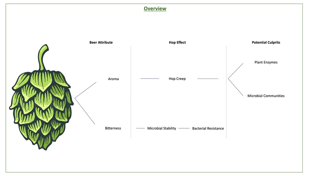 Humulus lupulus and Microbes: Exploring Biotic Causes for Hop Creep[v1 ...